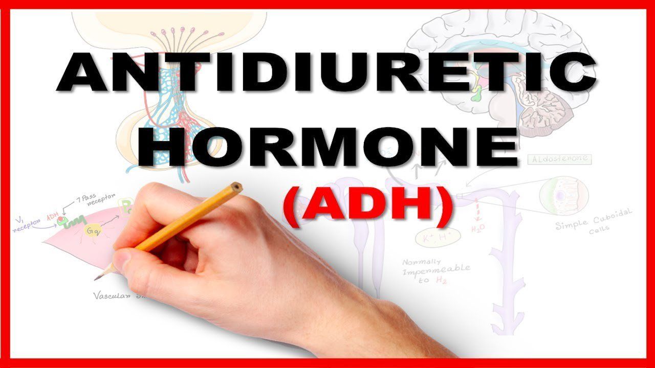 Hormone ADH có vai trò gì? | Vinmec