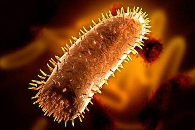 Xét nghiệm virus dại như thế nào? | Vinmec