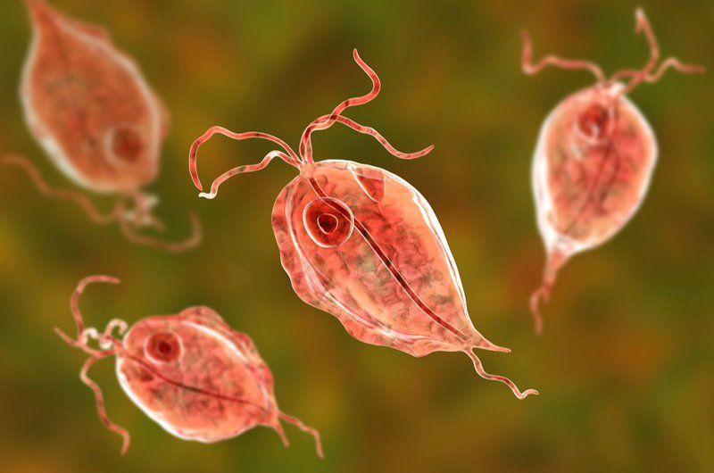 Signs of Parasite Infection | Vinmec