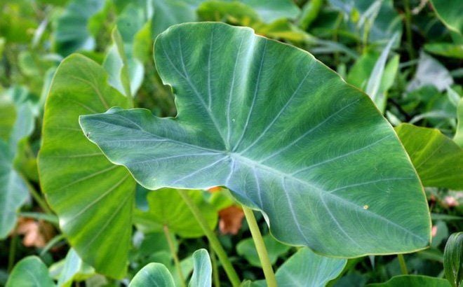 Nutritional composition, benefits and uses of taro leaves | Vinmec
