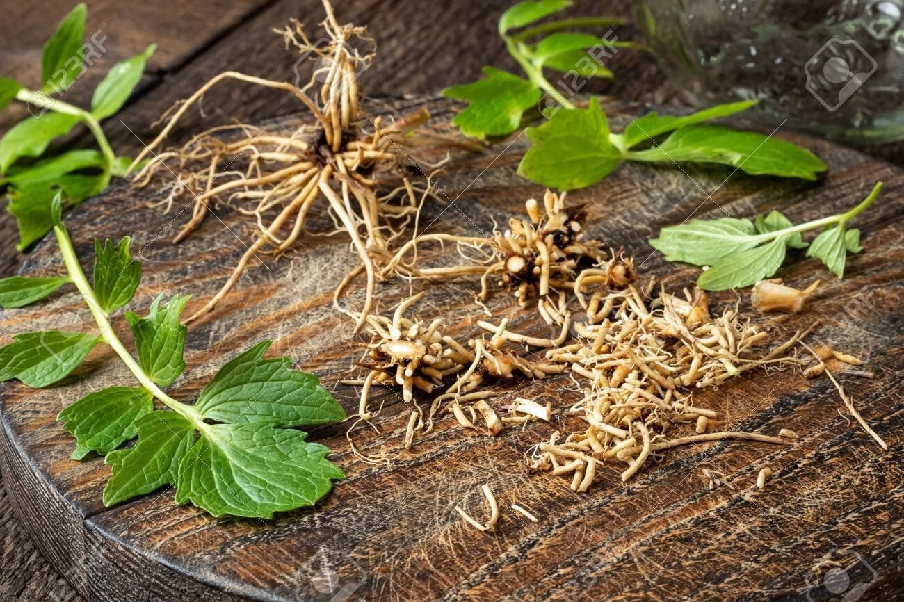 4 Potential Side Effects of Valerian Root | Vinmec