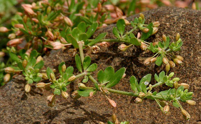 Ăn rau đắng có tốt không? | Vinmec