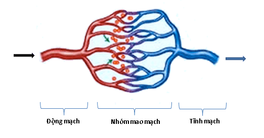 Hình ảnh trực quan cho các vấn đề về tĩnh mạch và động mạch | Vinmec