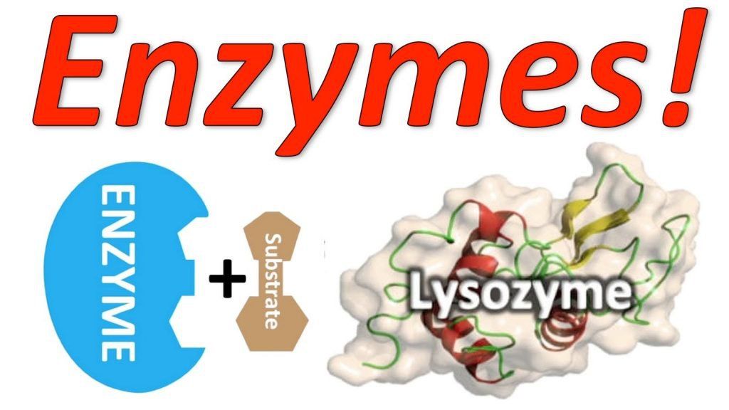 Tại sao Enzyme lại quan trọng? | Vinmec