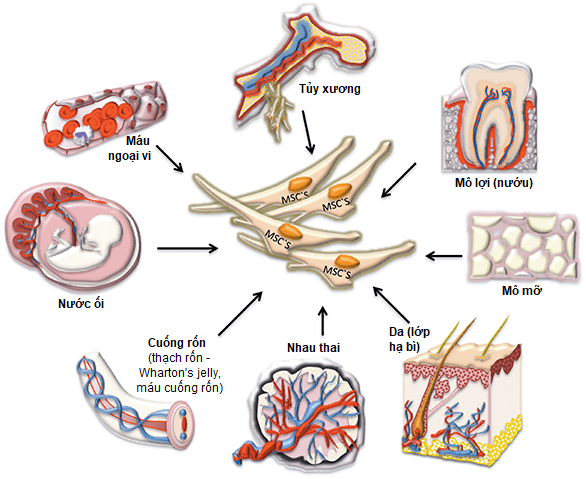 Khả năng điều hòa miễn dịch của tế bào gốc trung mô | Vinmec