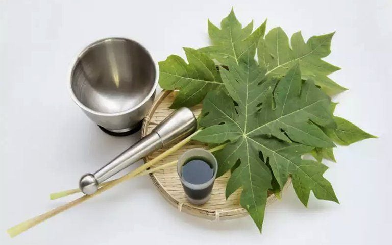 papaya tree leaf uses