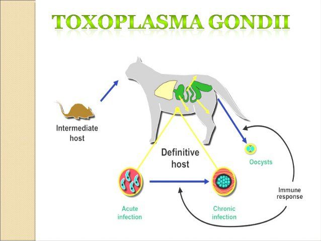 Xét nghiệm Toxoplasma cảnh báo bệnh gì? | Vinmec