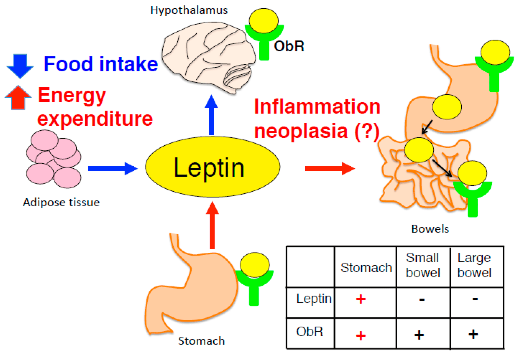 Leptin và kháng Leptin: Những điều cần biết | Vinmec