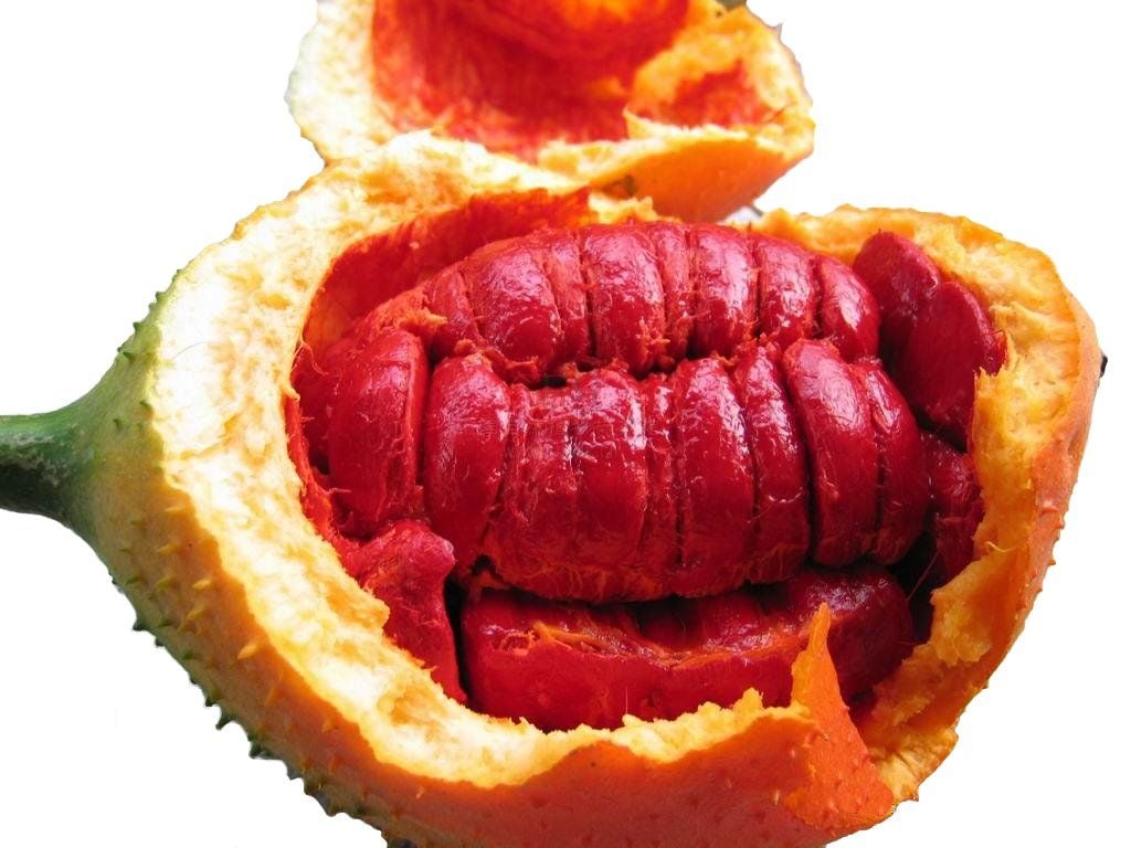 What are the benefits of gac fruit? | Vinmec