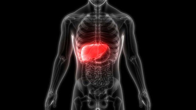 Gan có tái tạo lại không? | Vinmec