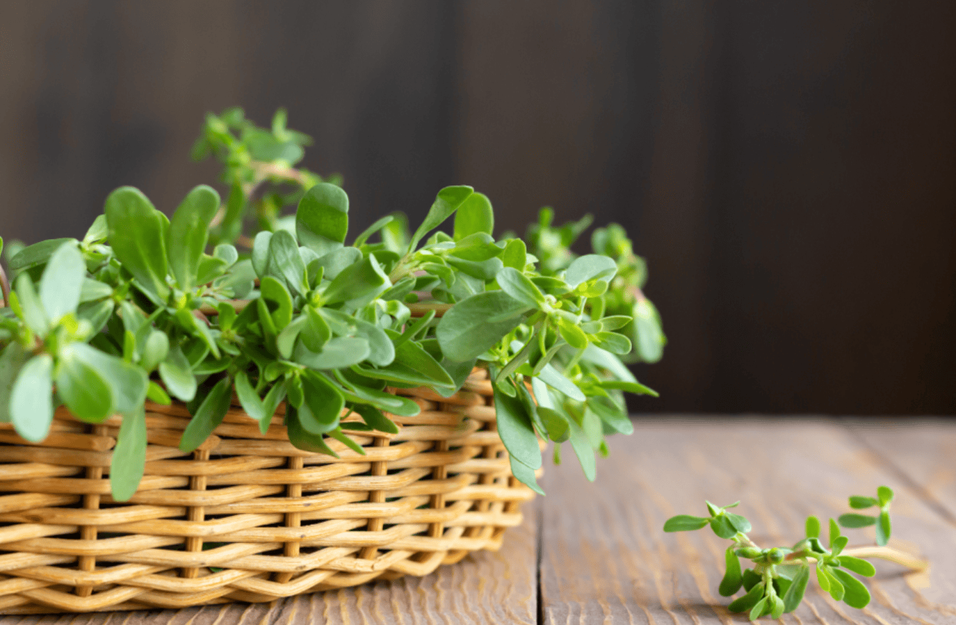 Cây rau sam có tác dụng gì? | Vinmec