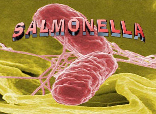Những điều cần biết về vi khuẩn Salmonella | Vinmec