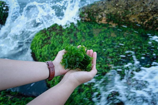 Rêu biển có thể giúp bạn giảm cân? | Vinmec