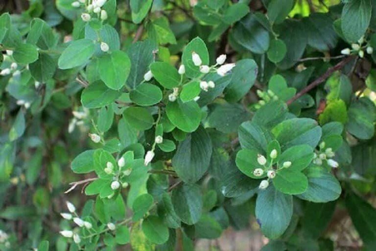 Cây cứt chuột có tác dụng gì? | Vinmec