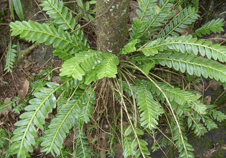 Cây chân rết có tác dụng gì? | Vinmec