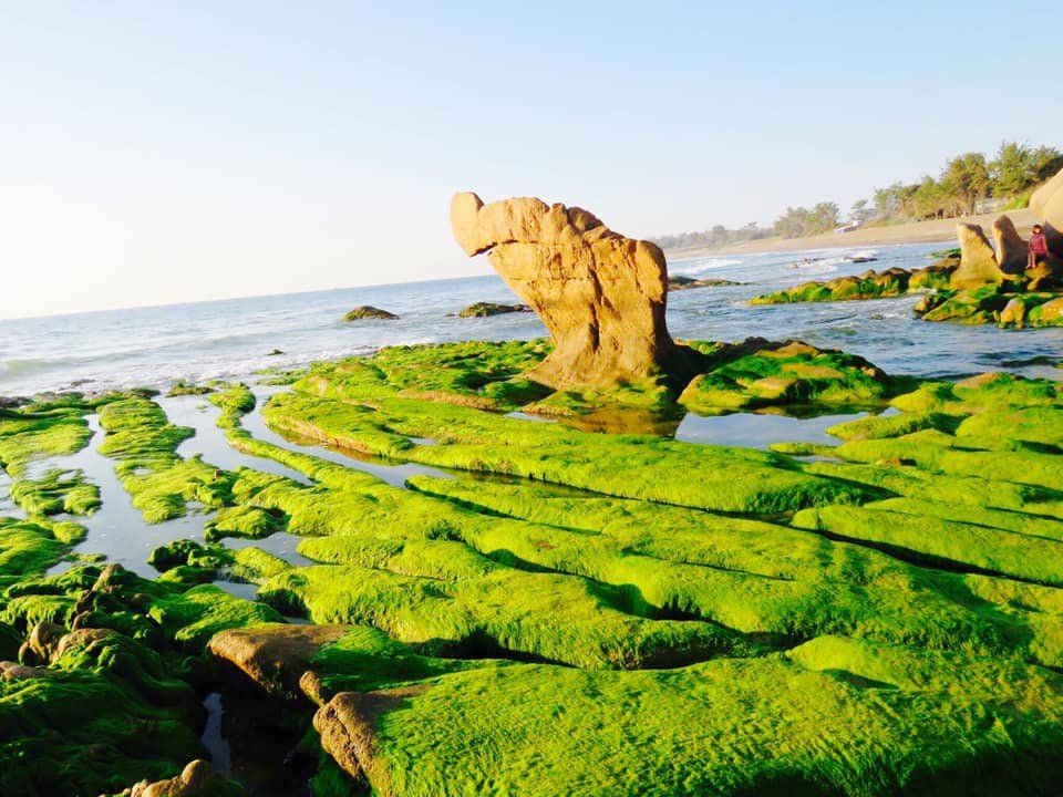 Rêu biển có tác dụng gì? | Vinmec