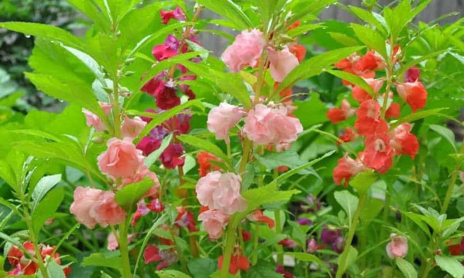 Bông móng tay có tác dụng gì? | Vinmec