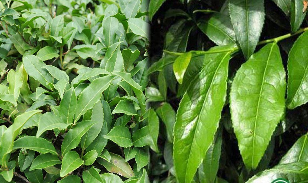 Cây lá dung có tác dụng gì? | Vinmec