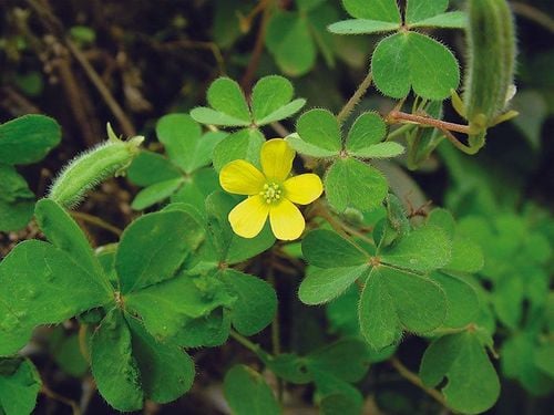 Cây me đất có tác dụng gì?